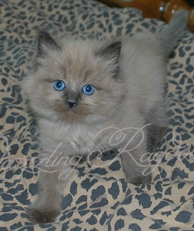 Adopt Ragdoll Kittens in Mt. Airy, Maryland | Dazzling Ragdolls Cattery