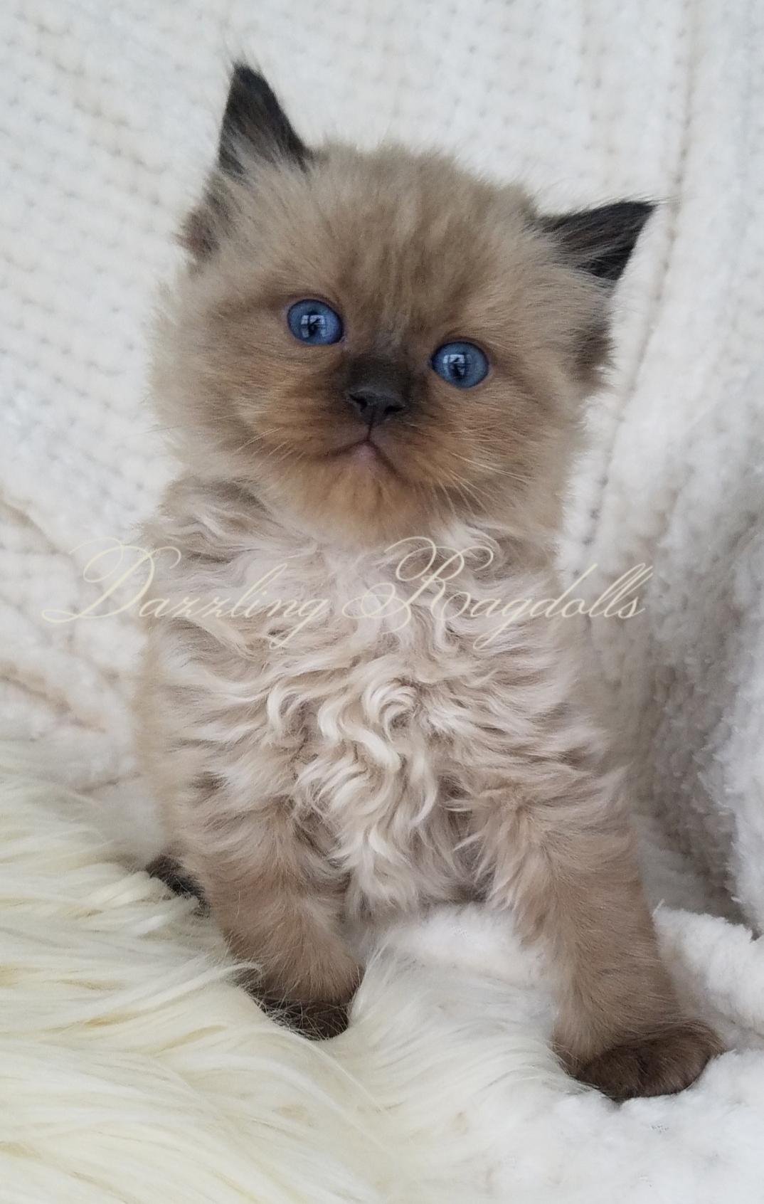 Dazzling Ragdolls - Ragdoll Kittens Photo Gallery | Mt. Airy, Maryland